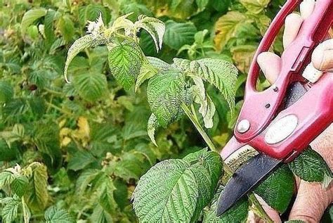 Raspberry Pest Diseases Raspberry Protection