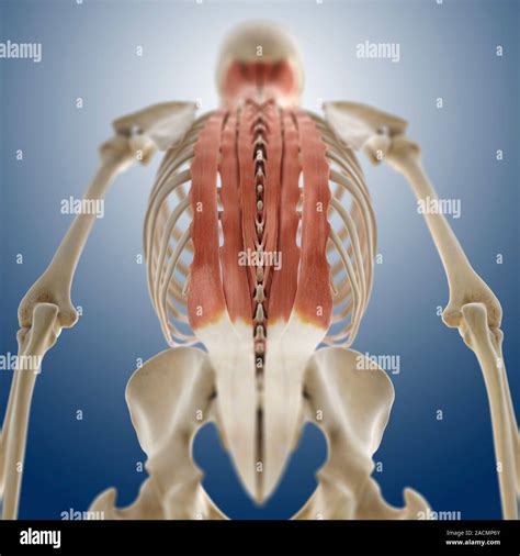 Back Muscles Computer Artwork Showing The Erector Spinae Muscles Of