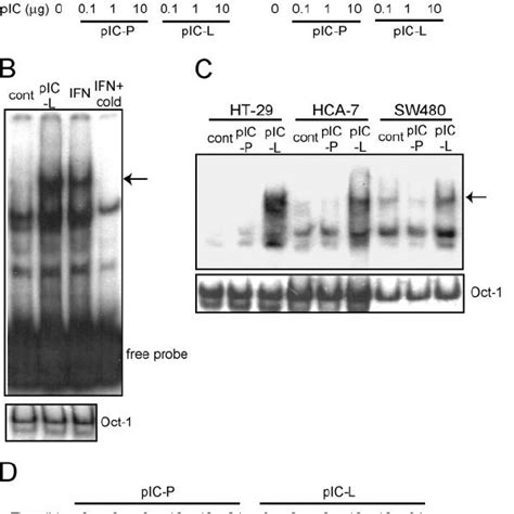 Polyic Activates The Isre And Irf3 Phosphorylation And Dimerization Download Scientific