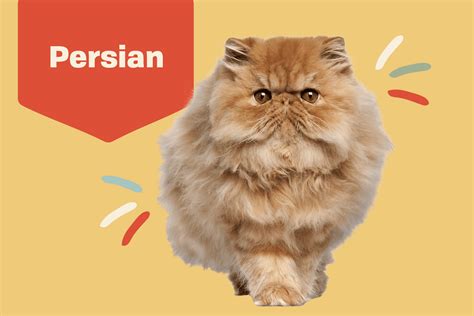 Small Persian Cat Atelier Yuwaciaojp
