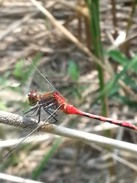 White Faced Meadowhawk Male Project Noah