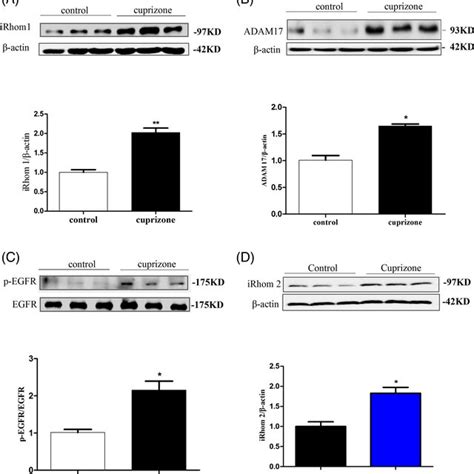 Up‐regulation Of The Irhom1adam17egfr Axis In The Brain Of
