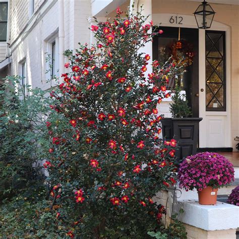 Yuletide Camellias For Sale