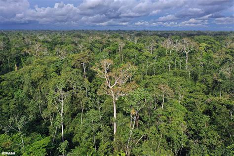 Amazon Rainforest Canopy