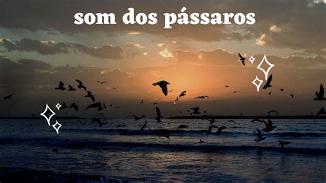 30 Minutos Som Dos PÁssaros Para Relaxar Youtube