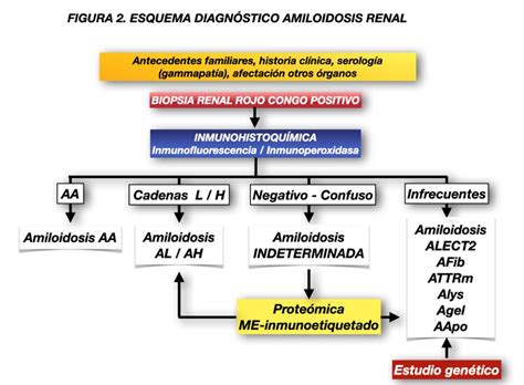 Amiloidosis Renal Nefrología Al Día