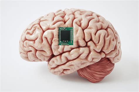 Human Brain Model With Electronic Chip Representation Highlighting Technology And Biology