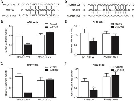 Haplotype Gggt In Long Non Coding Rna Malat1 Inhibits Brain Metastatic