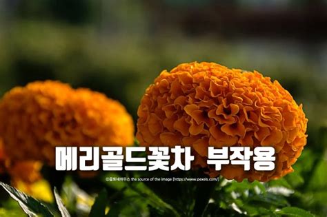 메리골드꽃차 효능 바르게 마시는 방법w부작용 네이버 블로그