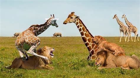 giraffe fight lion