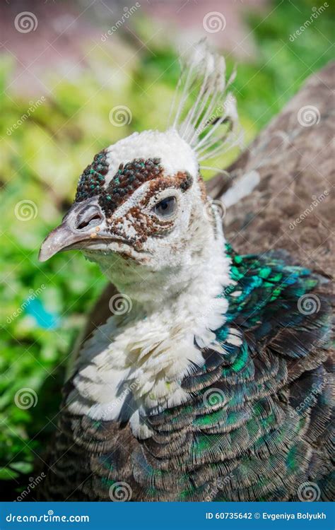 Peacock Portrait Stock Image 18346141