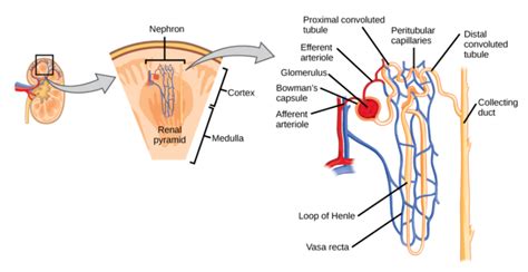 The Excretory System Mcat — Medistudents