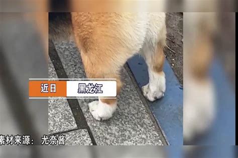 东北到底有多冷！女子带狗狗出门遛弯，狗子被冻出“电臀”太可爱了狗狗女子东北