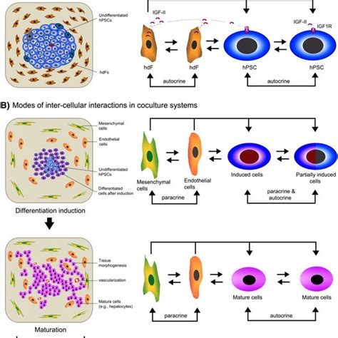 Early Human Embryo Development Hesc Culture And Acquisition Of