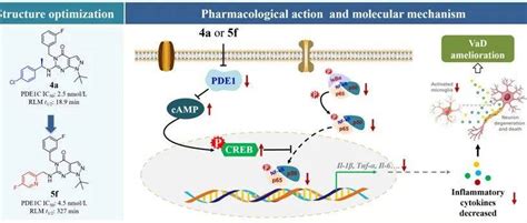 【apsb推荐】靶向磷酸二酯酶1（pde1）的新型抑制剂缓解神经炎症治疗血管痴呆 研究 药物 Qianzhou