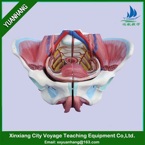 Female Pelvic Anatomical Model With Genital And Vascular Nerve 4 Parts For Medical Teaching