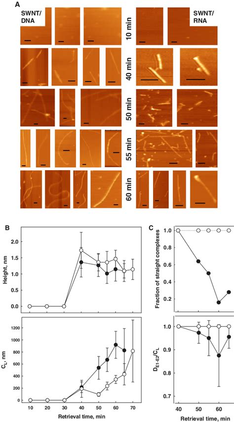 Dimensions Of Swntna Complexes Separated On 04 Agarose Gel A Afm