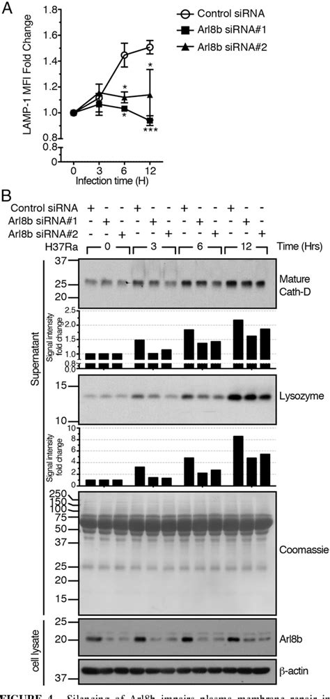 Figure 1 From Lysosome Mediated Plasma Membrane Repair Is Dependent On