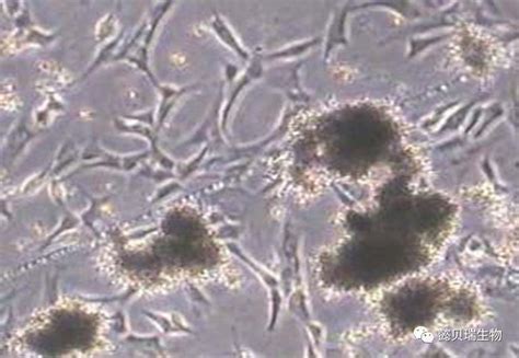 上海懿贝瑞生物：实验中，细胞又污染了？ 知乎