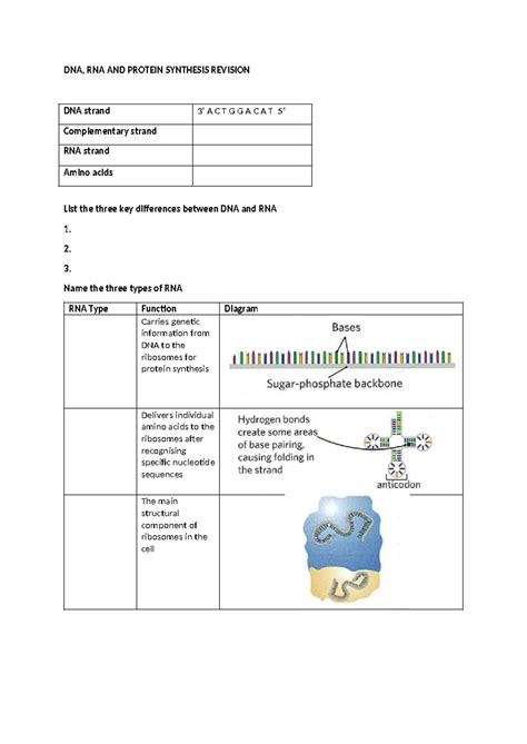 DNA Exam Revision DNA RNA AND PROTEIN SYNTHESIS REVISION List The Three Key Differences