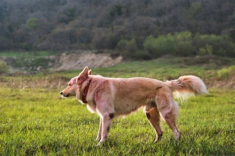 품종없이 행복한 국산 개 공원에서 하얀 괴물 개가 걷고 있다 반 품종 흰색 스위스 목자는 녹색 잔디에 신선한 공기에 산책하고 인생을 즐긴다 0명에 대한 스톡 사진 및 기타