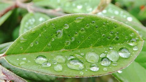 緑の葉、 雨滴に水滴の写真をクローズアップ、 写真、 水、 滴、 緑の葉、 自然、 葉、 ドロップ、 露、 緑の色、 植物、 鮮度、 クローズ