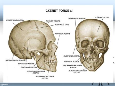 Строение кости презентация онлайн