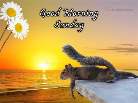 Good Morning Sunday Images For Whatsapp ID 2486 AppleGreetings