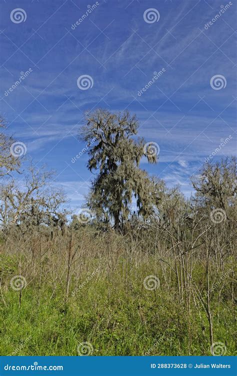 Spanish Moss Hanging Off A Live Oak Tree Alongside A Trail At The