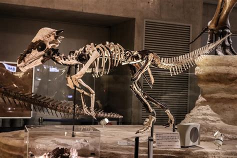 Pachycephalosaurus Imagens Procure 1095 Fotos Vetores E Vídeos