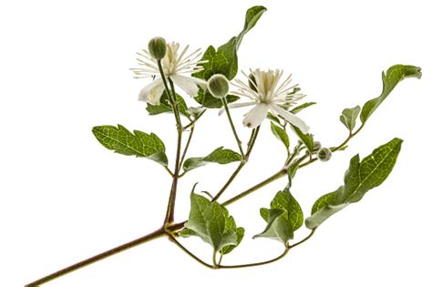 꽃과 클레 마티스 라트 클레 마티스 Vitalba L 흰색 배경에 고립의 Leafs 가을에 대한 스톡 사진 및 기타 이미지 가을 글로스터셔 꽃 나무 Istock
