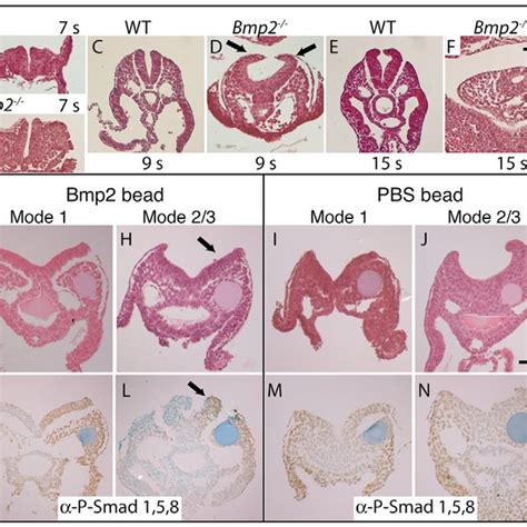Bmp Signalling During Mouse Spinal Neurulation A Diagrammatic Download Scientific Diagram