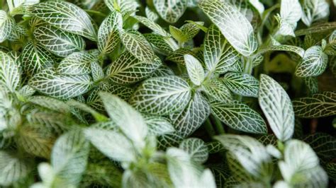 How To Grow And Care For Nerve Plant Fittonia