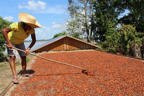 Cadeia Produtiva Do Cacau No Amazonas Recebe Atenção Permanente Do