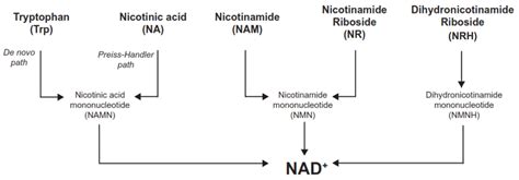Nad Precursors And Aging