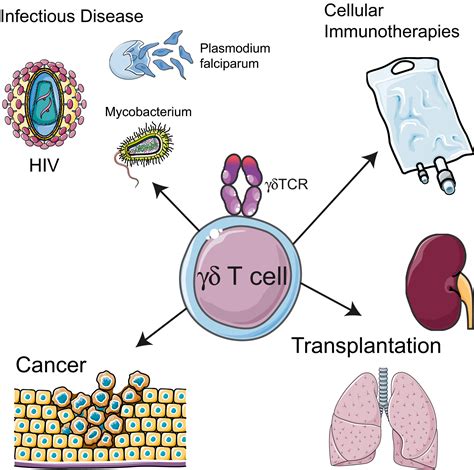 γδ T Cells Take The Stage Eriksson 2019 Clinical And Translational