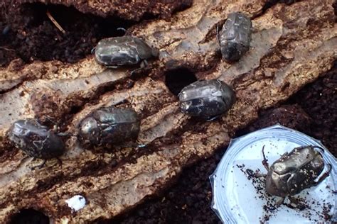 シロテンハナムグリ7 萌萌虫雑記帳