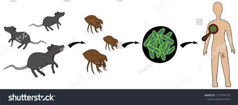Bubonic Plague Over 401 Royalty Free Licensable Stock Vectors And Vector
