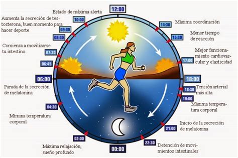 Qué es el ritmo circadiano y cómo nos ayuda a dormir mejor