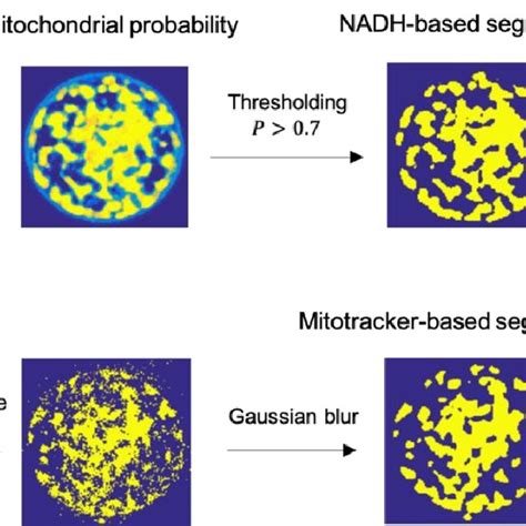 Figure S1 Machine Learning Based Segmentation Of Mitochondria From Download Scientific