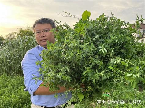 紫花苜蓿饲喂牛羊营养价值高亩产68吨有牧草之王的美称 知乎