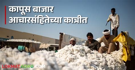 Agriculture News आचारसंहितेचा फटका कापूस बाजारात रोकड नेण्यासाठी
