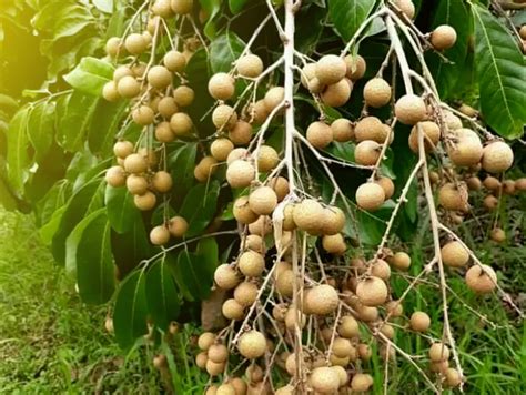 Cara Menanam Dan Merawat Bunga Kol Kampustanicom