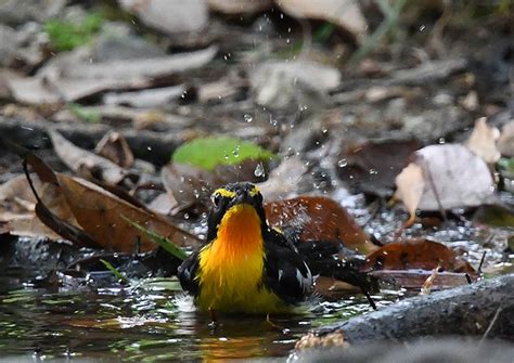 キビタキ 東西南北野鳥日記Ⅲ