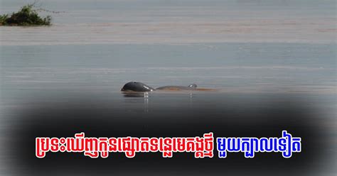 ប្រទះឃើញកូនផ្សោតទន្លេមេគង្គថ្មីមួយក្បាលទៀត