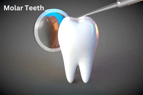 Molar Teeth A Guide For Having A Healthy Molars