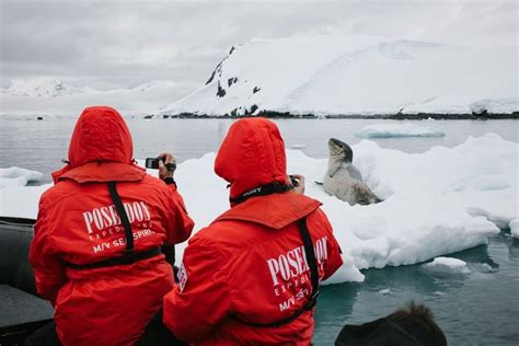 Leopard Seal 10 Facts About Sea Predator Poseidon Expeditions