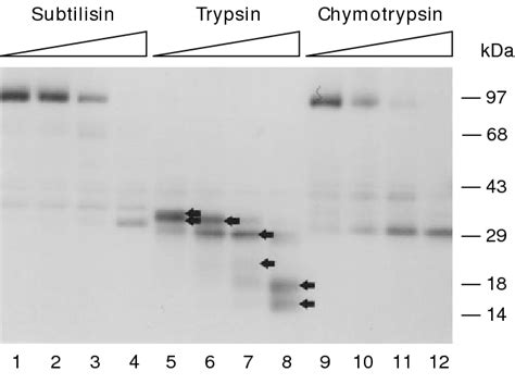 Proteolytic Cleavage Of Native C Ski A Nuclear Extract From 35