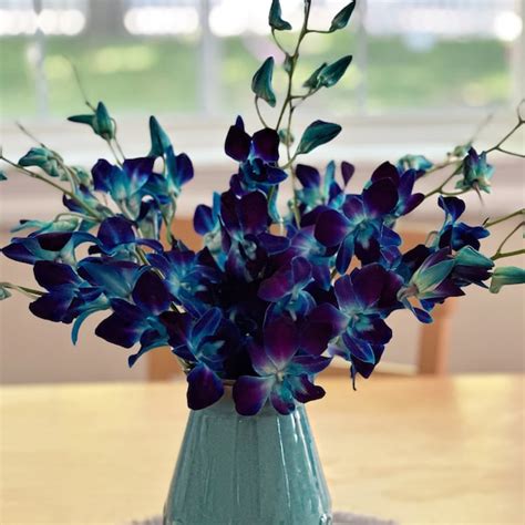 Fresh Orchids Flowers Dendrobium Orchids Bule 10 Stems With Vase Etsy
