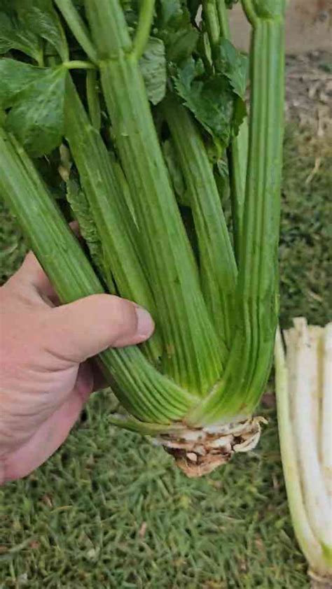 Blanched Celery Hack Gardening Tips Hack